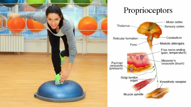 Propriocepção do Joelho - Clínica do Joelho