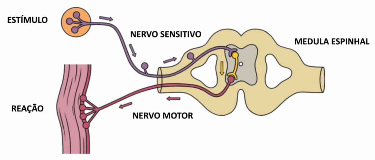 Reflexo patelar - Clínica do Joelho