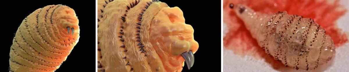 Berne no Joelho - Clínica do Joelho