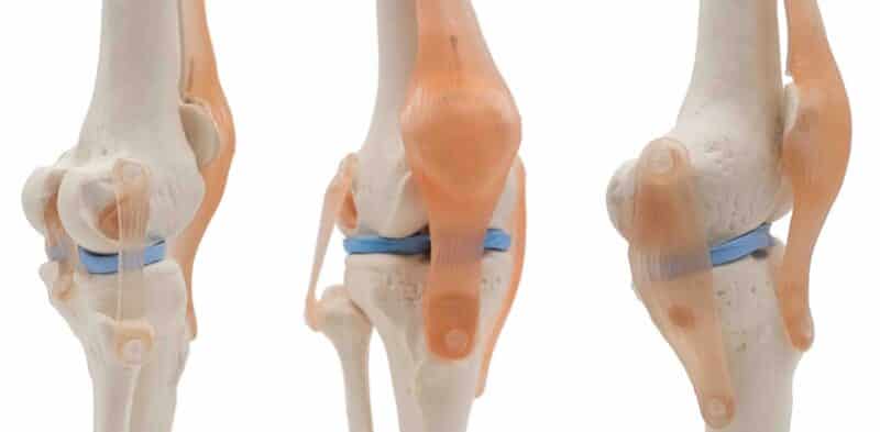 Anatomia dos Joelhos - Clínica do Joelho